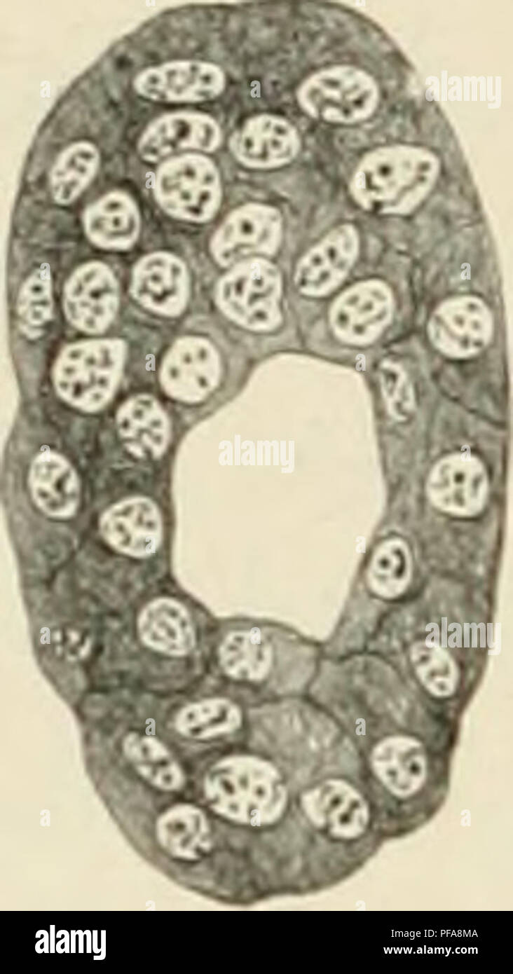 . The development of the albino rat, Mus norvegicus albinus. Embryology ...