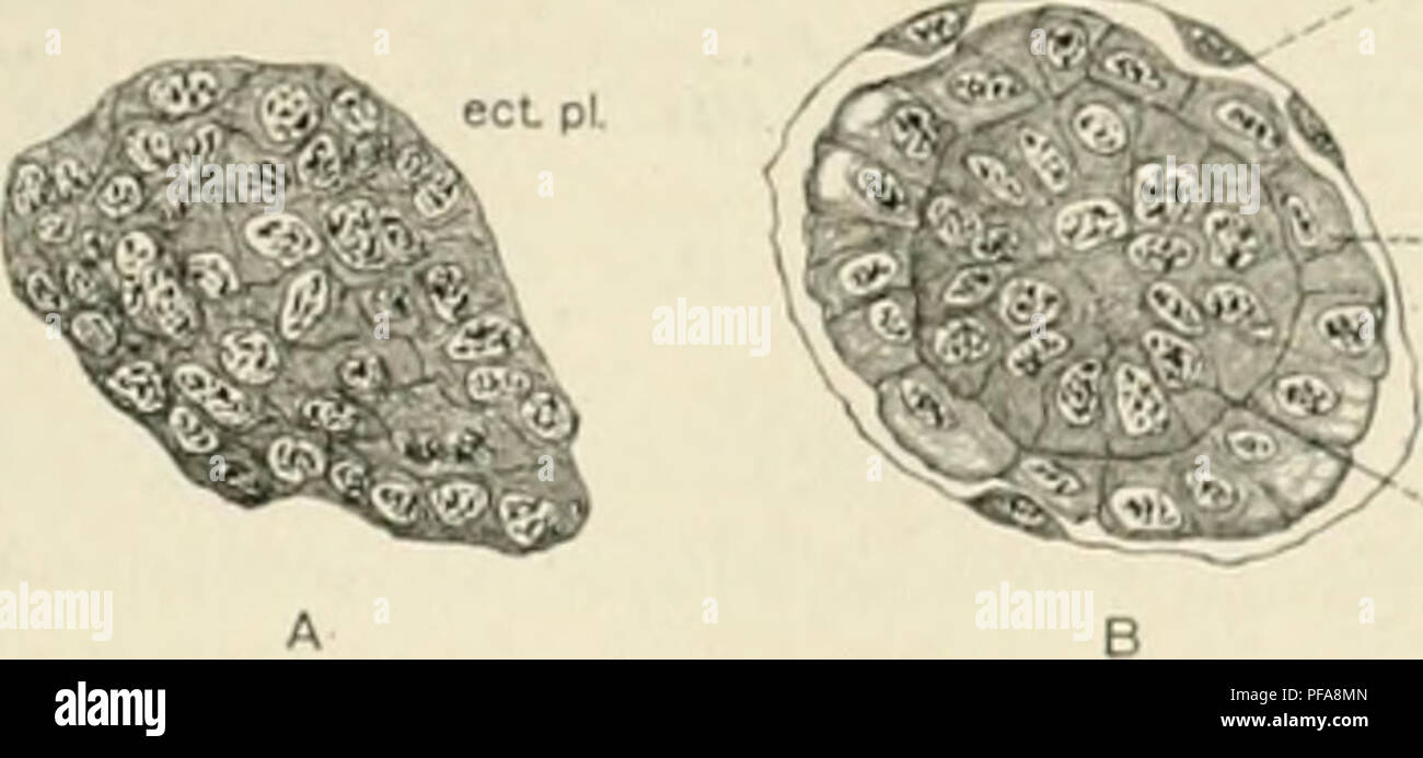 This study outlines the embryological development of the albino rat ...