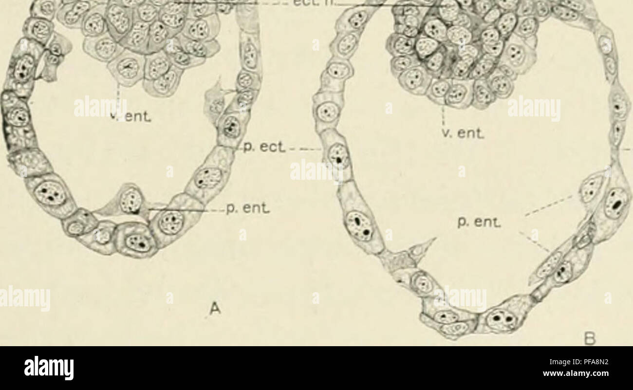 This study focuses on the embryological development of the albino rat ...