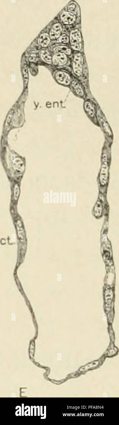 This study presents the embryonic development of albino rats, focusing ...