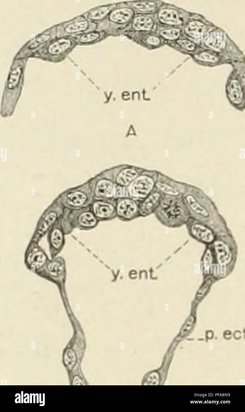 . The development of the albino rat, Mus norvegicus albinus. Embryology ...