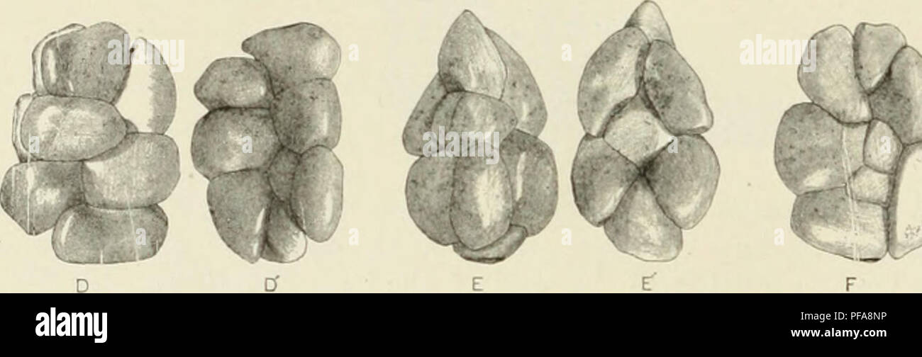 32 cell stage hi-res stock photography and images - Alamy