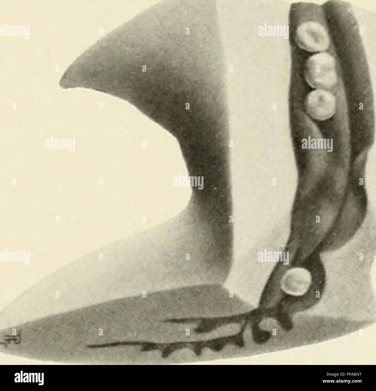 . The development of the albino rat, Mus norvegicus albinus. Embryology ...