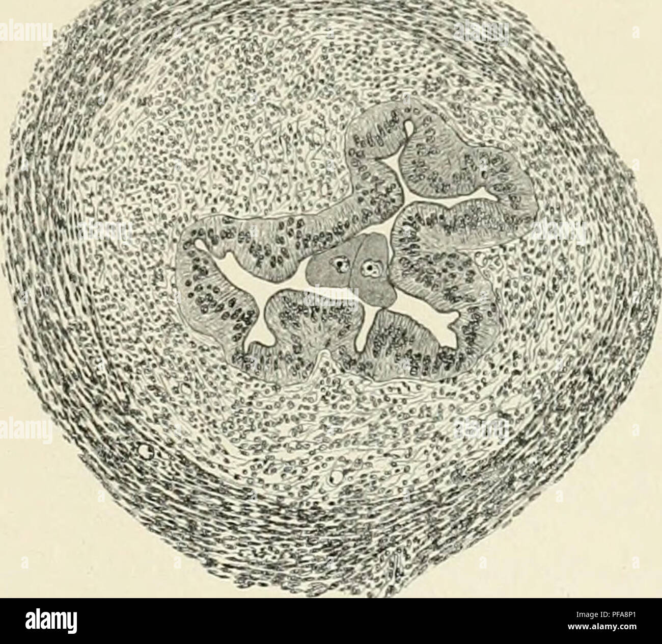 . The development of the albino rat, Mus norvegicus albinus. Embryology ...