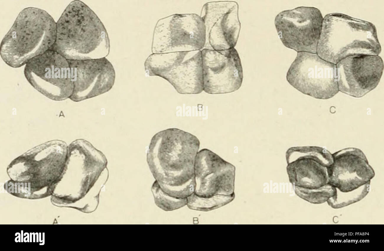 This image shows the developmental stages of the albino rat, focusing ...