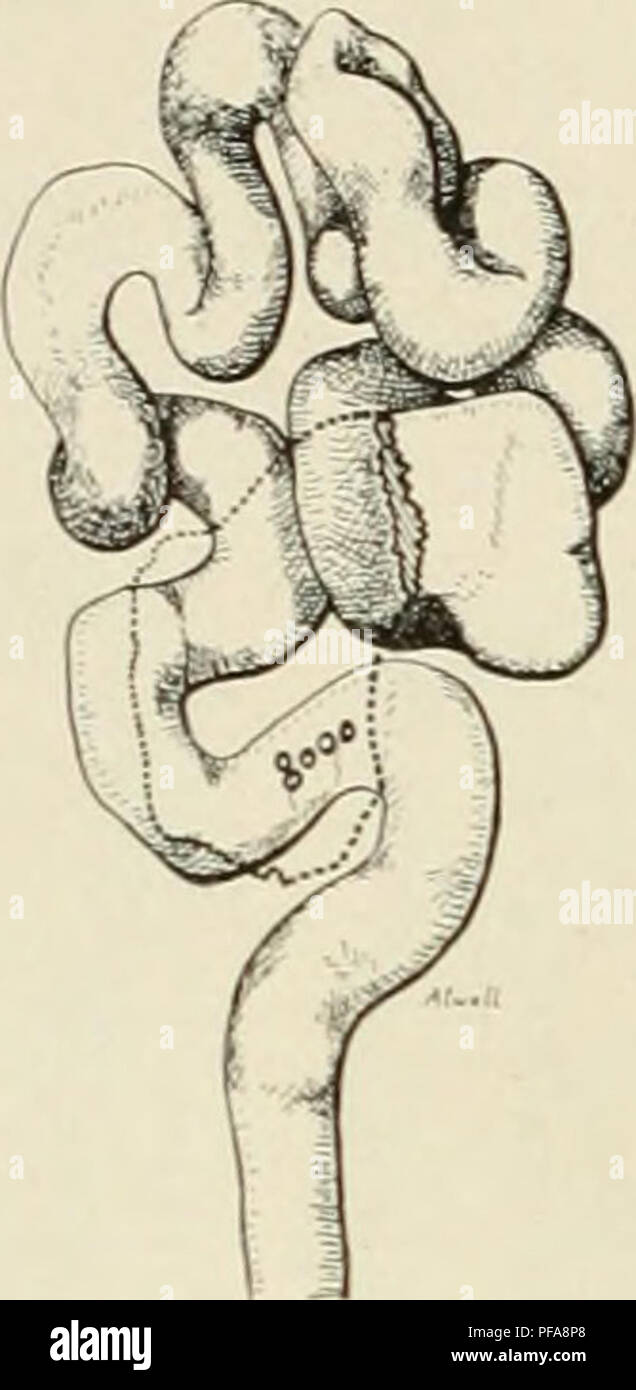 . The development of the albino rat, Mus norvegicus albinus. Embryology ...