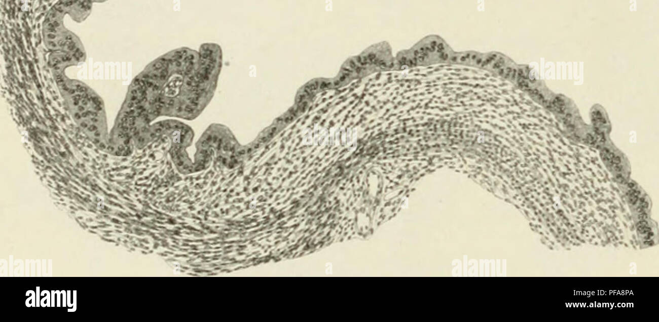 Pronuclear stages hi-res stock photography and images - Alamy