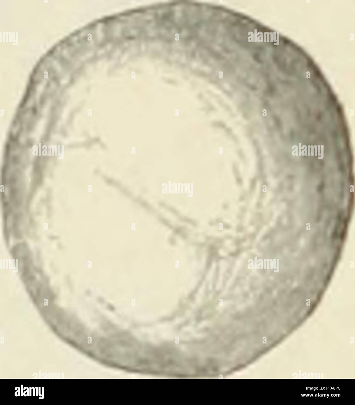 This scientific study examines the embryonic development of the albino ...