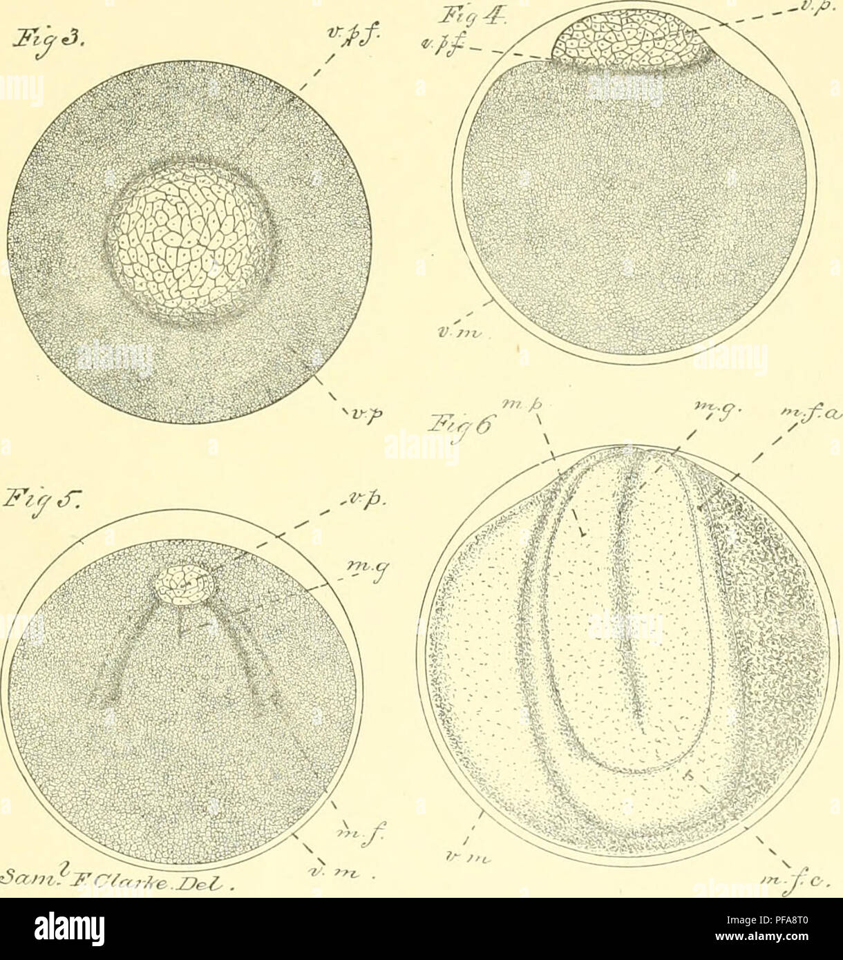 This work by Samuel Fessenden Clarke discusses the developmental stages ...