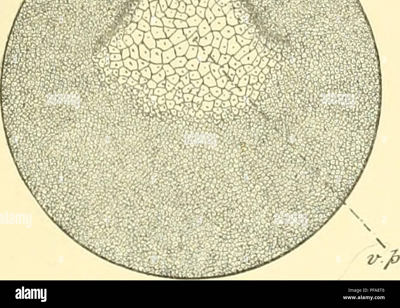 This study details the embryonic development of the Amblystoma ...