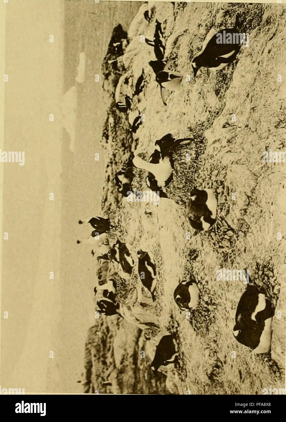 The French Second Antarctic Expedition, led by Jean-Baptiste Charcot ...