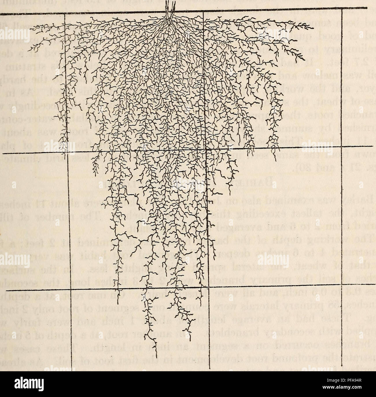 . Development and activities of roots of crop plants; a study in crop ...