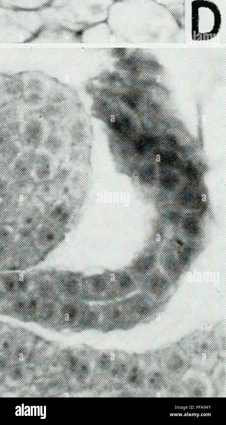 This study focuses on the developmental anatomy of Isoetes, a genus of ...