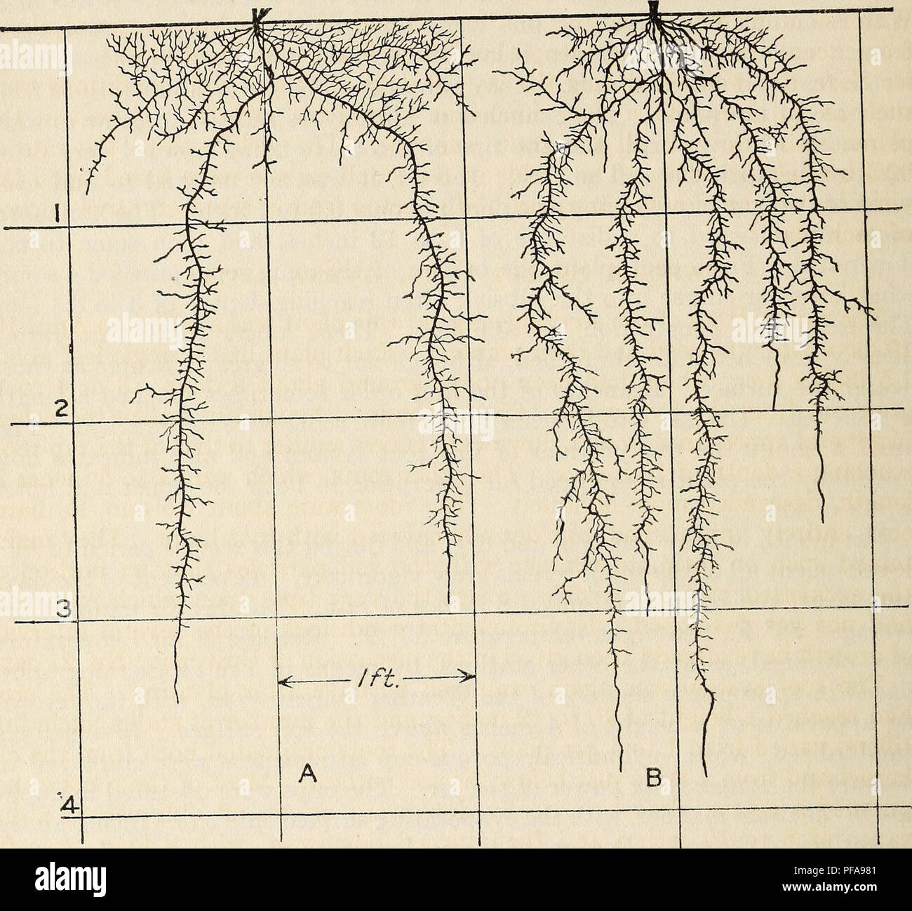 This research focuses on the root systems of crop plants and their ...