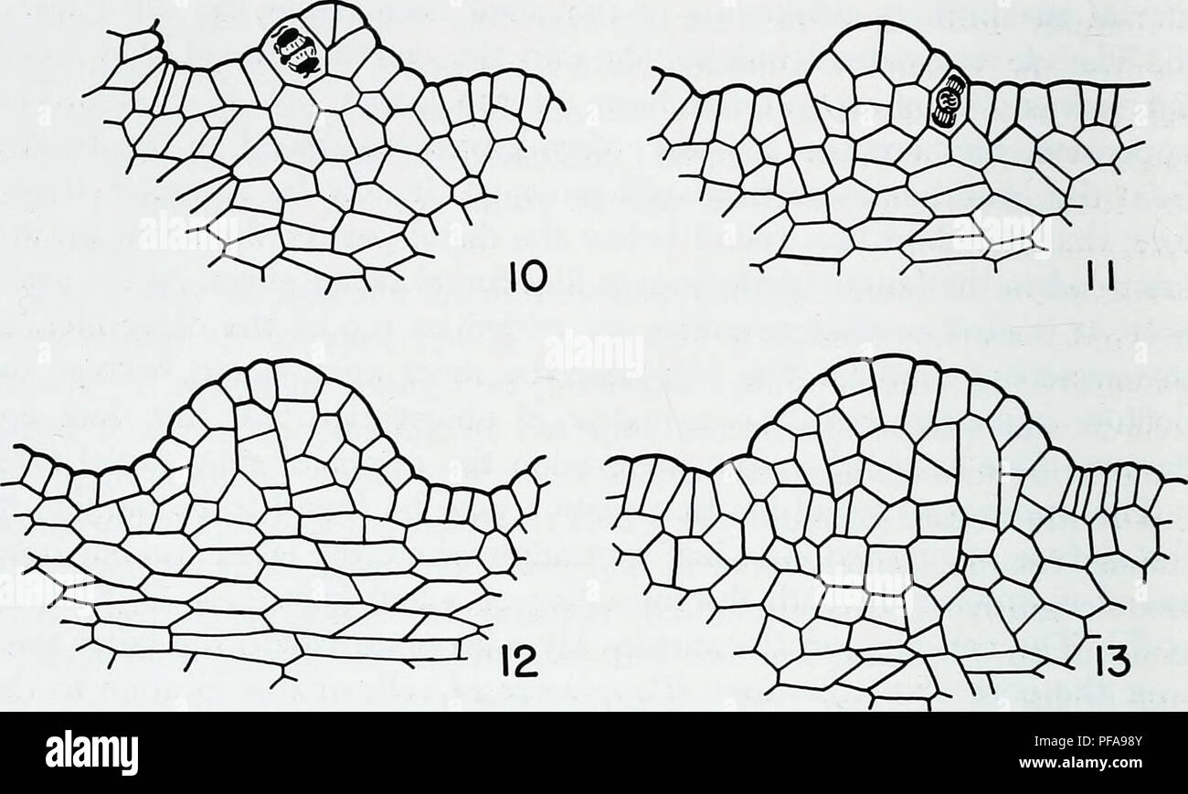 . The developmental anatomy of Isoetes. Isoetes; Botany. 28 THE ...
