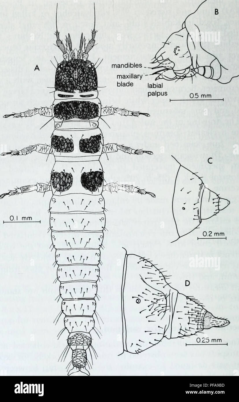 The image illustrates various life stages of Mantispa uhleri, including ...
