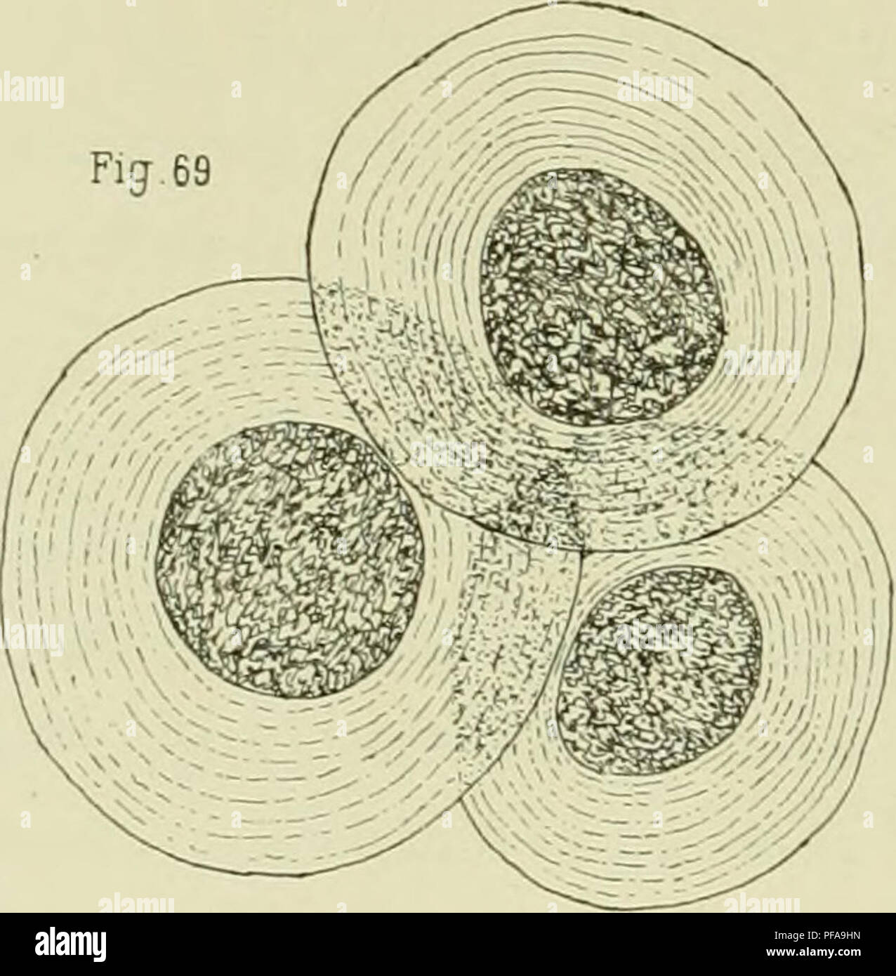 Protococcus hi-res stock photography and images - Alamy