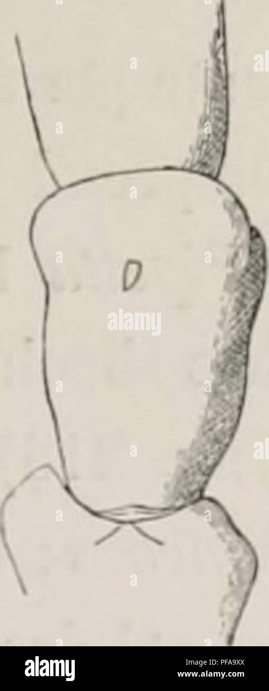 Gau 2 A High Resolution Stock Photography and Images - Alamy