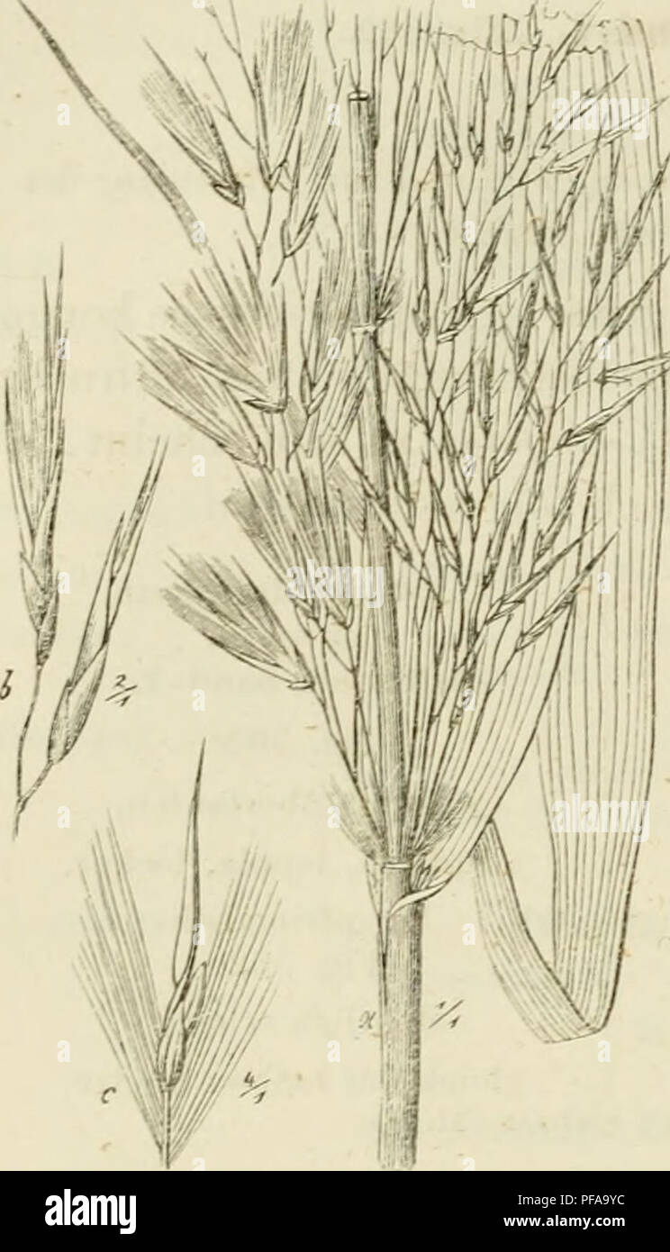 This image illustrates German grasses and cereals, focusing on plant ...