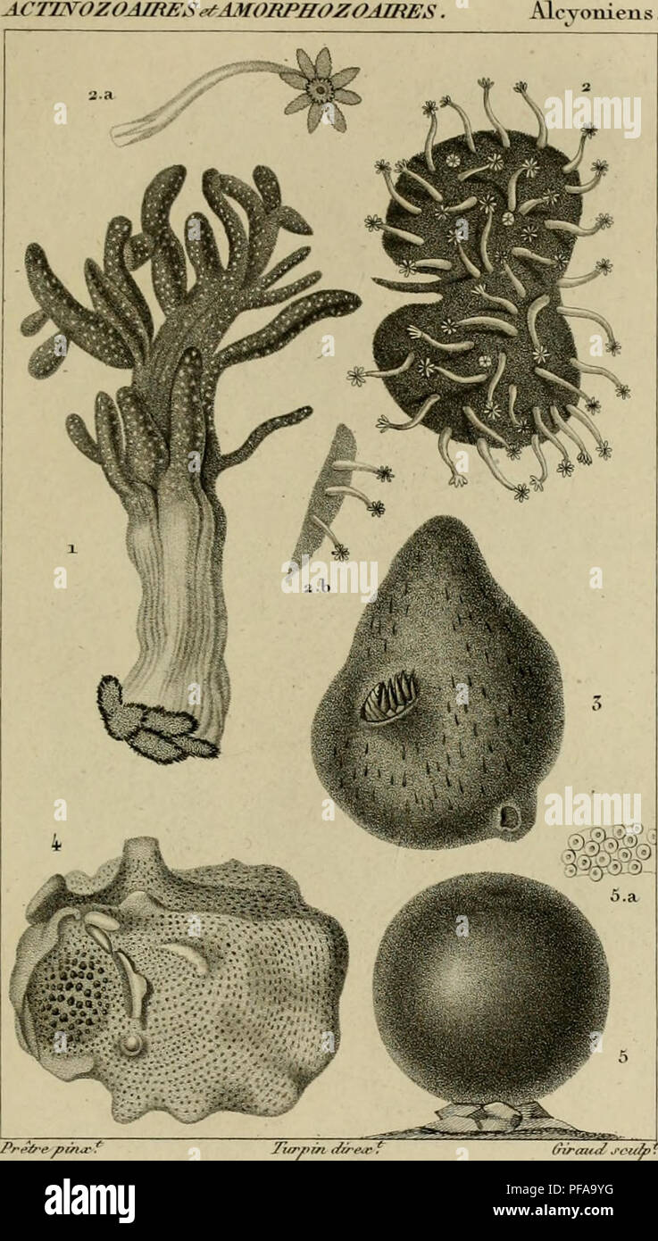 This dictionary of natural sciences methodically covers various natural ...