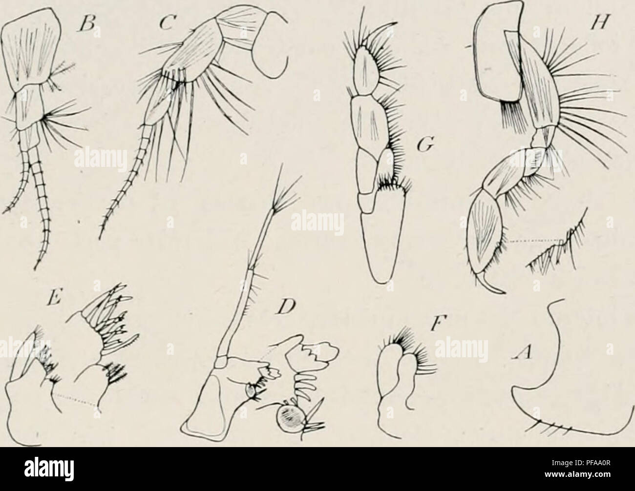 Ocelles hi-res stock photography and images - Alamy