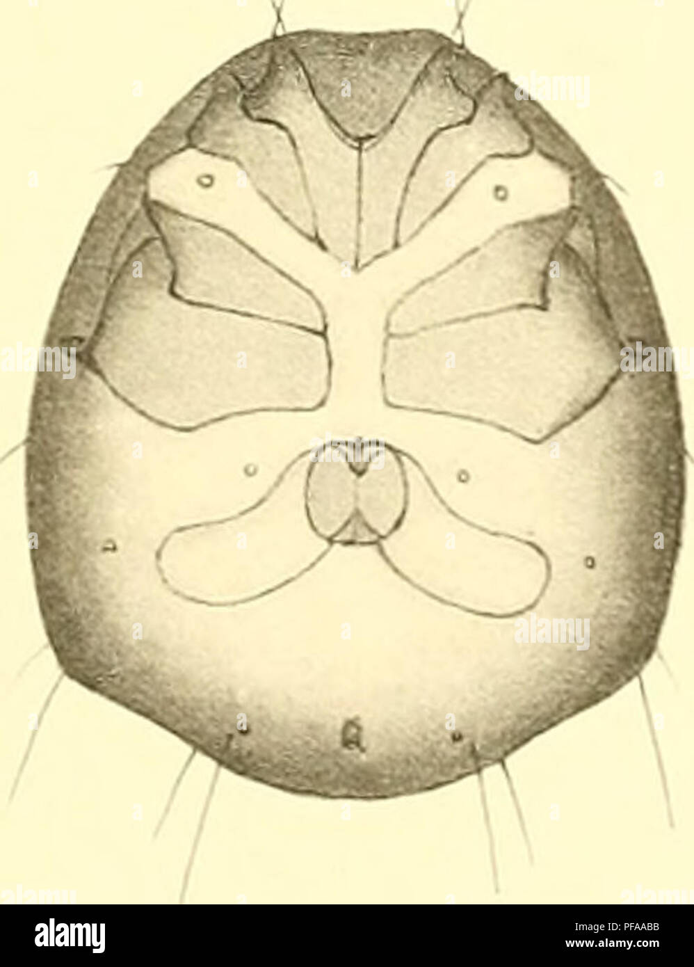 A study of the Hydrachnidae family (water mites) in Germany, focusing ...