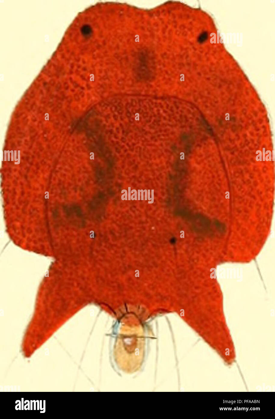 Biological study examines freshwater hi-res stock photography and ...