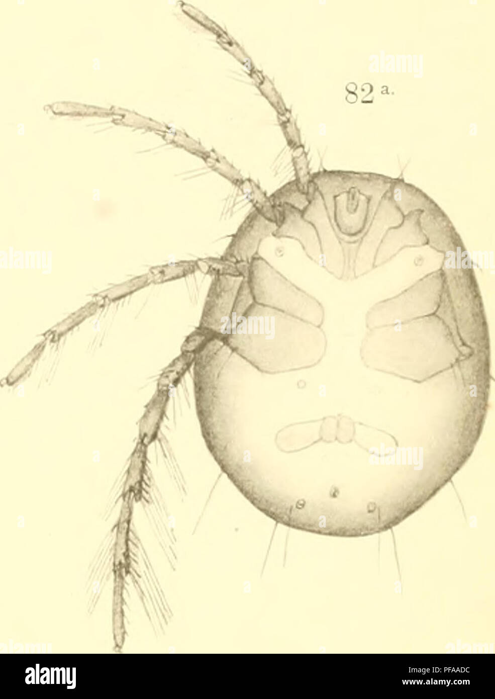 This work provides a detailed study of the Hydrachnidae family of mites ...
