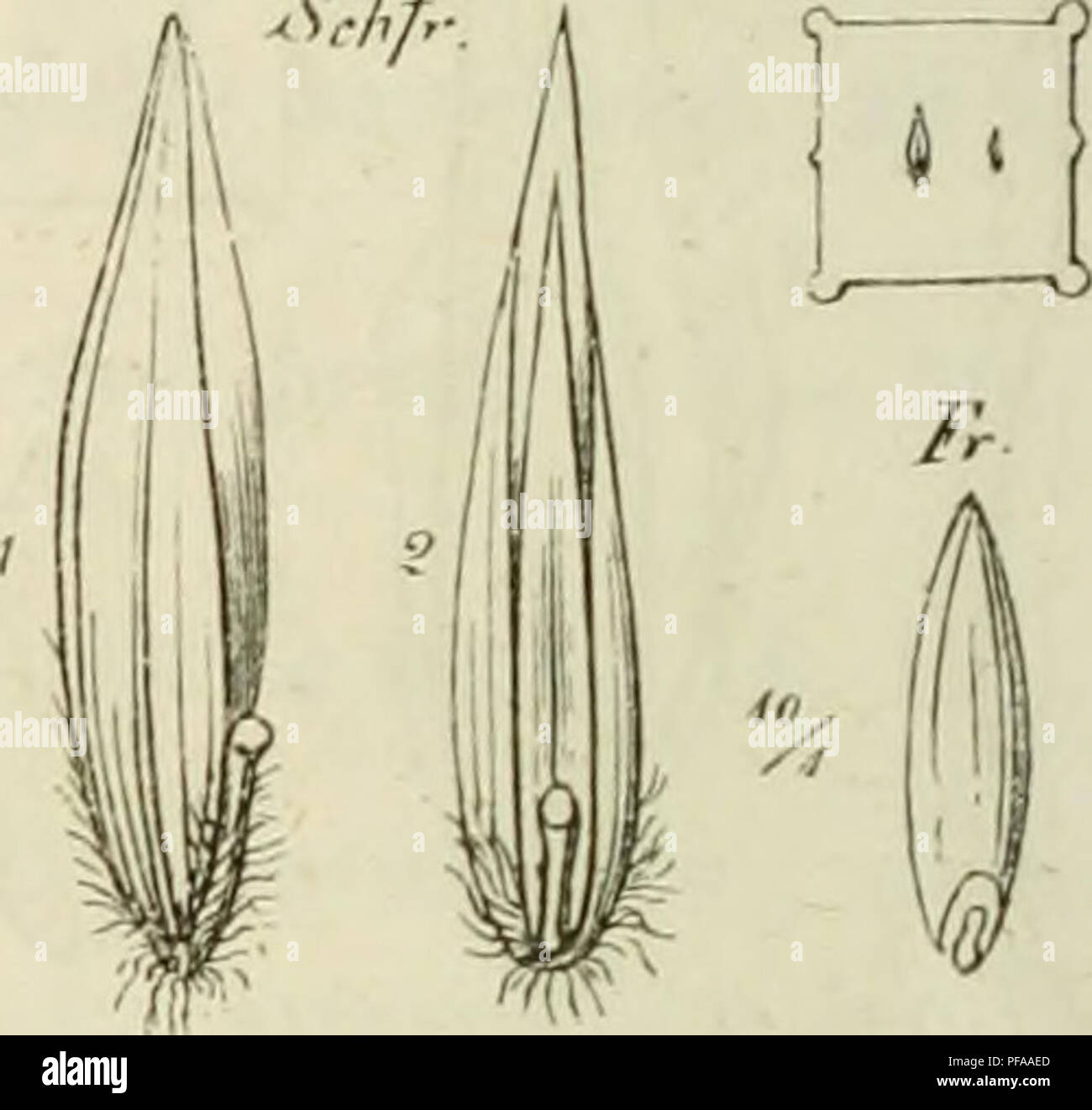 This German reference book details various grasses and cereals ...