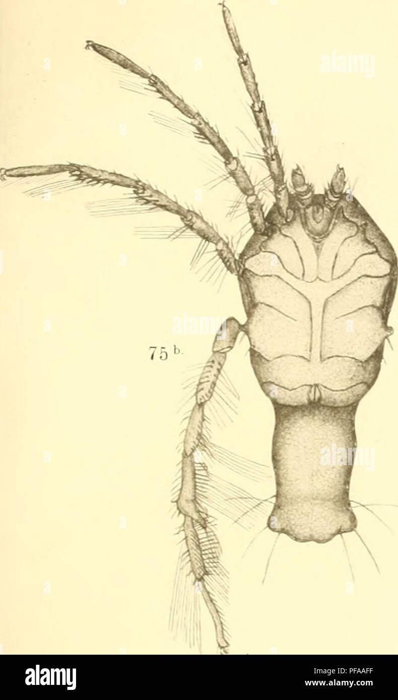 This illustration showcases various species of Hydrachnidae, a family ...