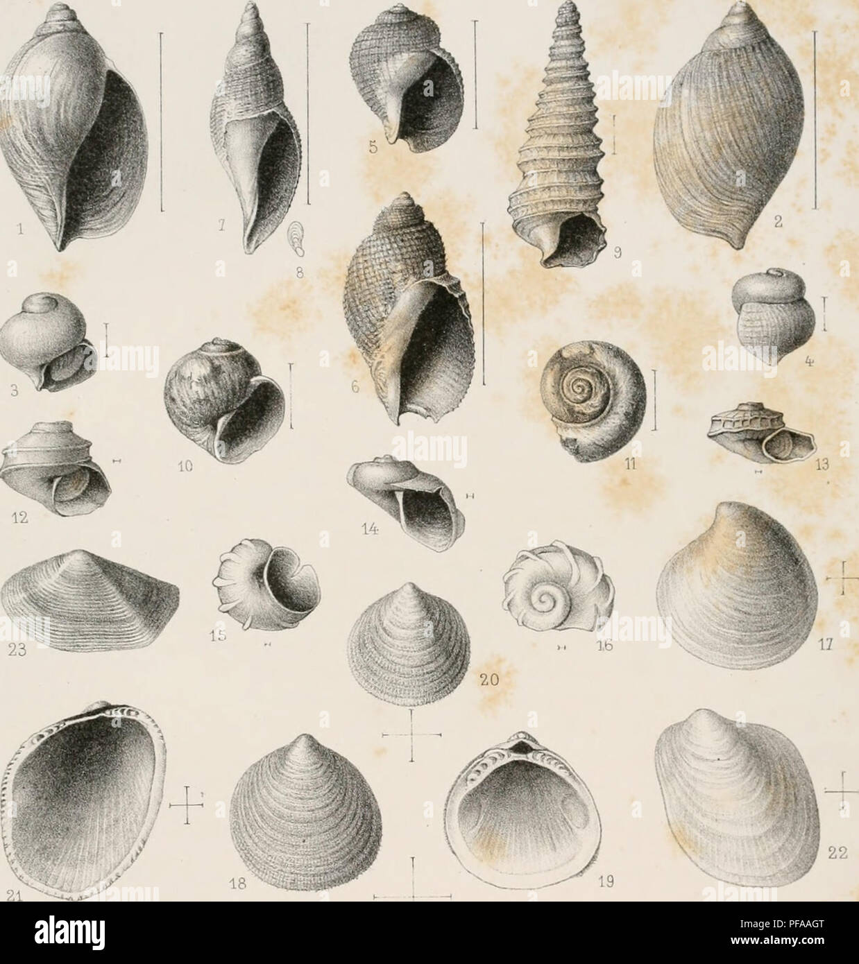 Gastropodes hi-res stock photography and images - Alamy