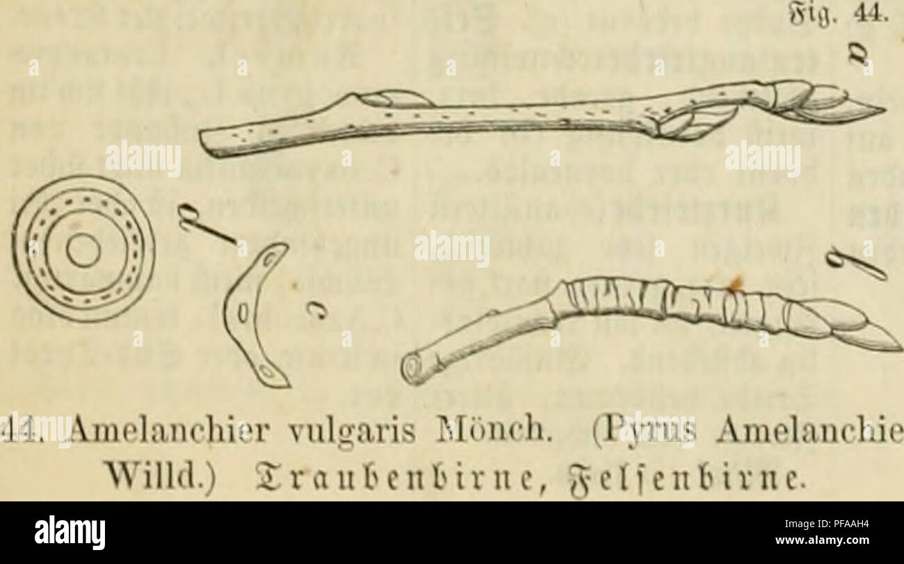 A forestry study on Germany's deciduous trees in winter, describing ...