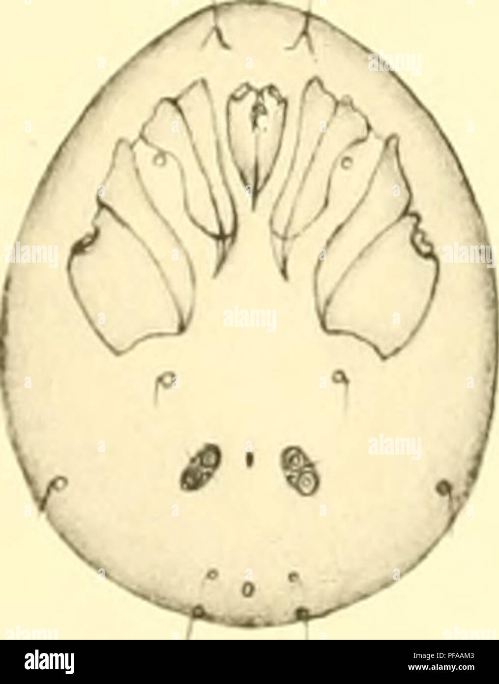 This study of Hydrachnidae mites in Germany by R. Piersig documents ...