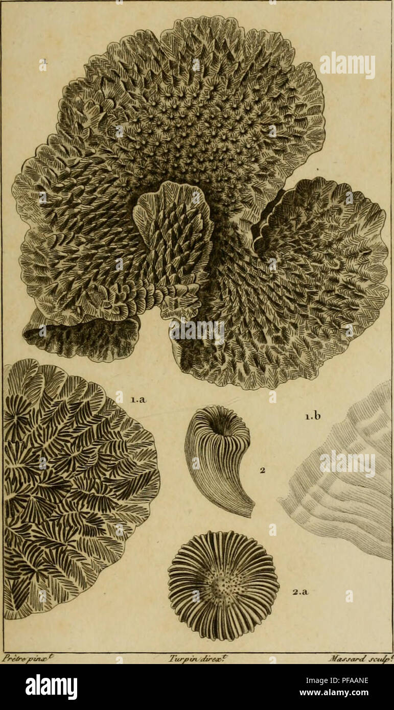 This dictionary covers a broad spectrum of natural sciences ...