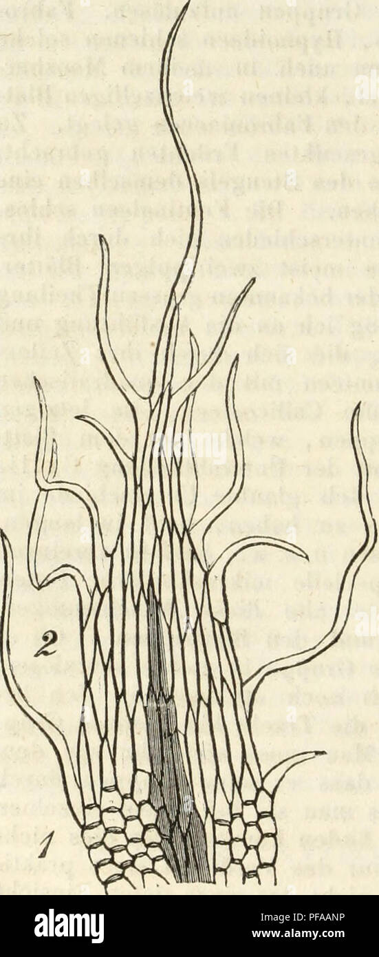 This German guide provides a detailed introduction to mosses found in ...
