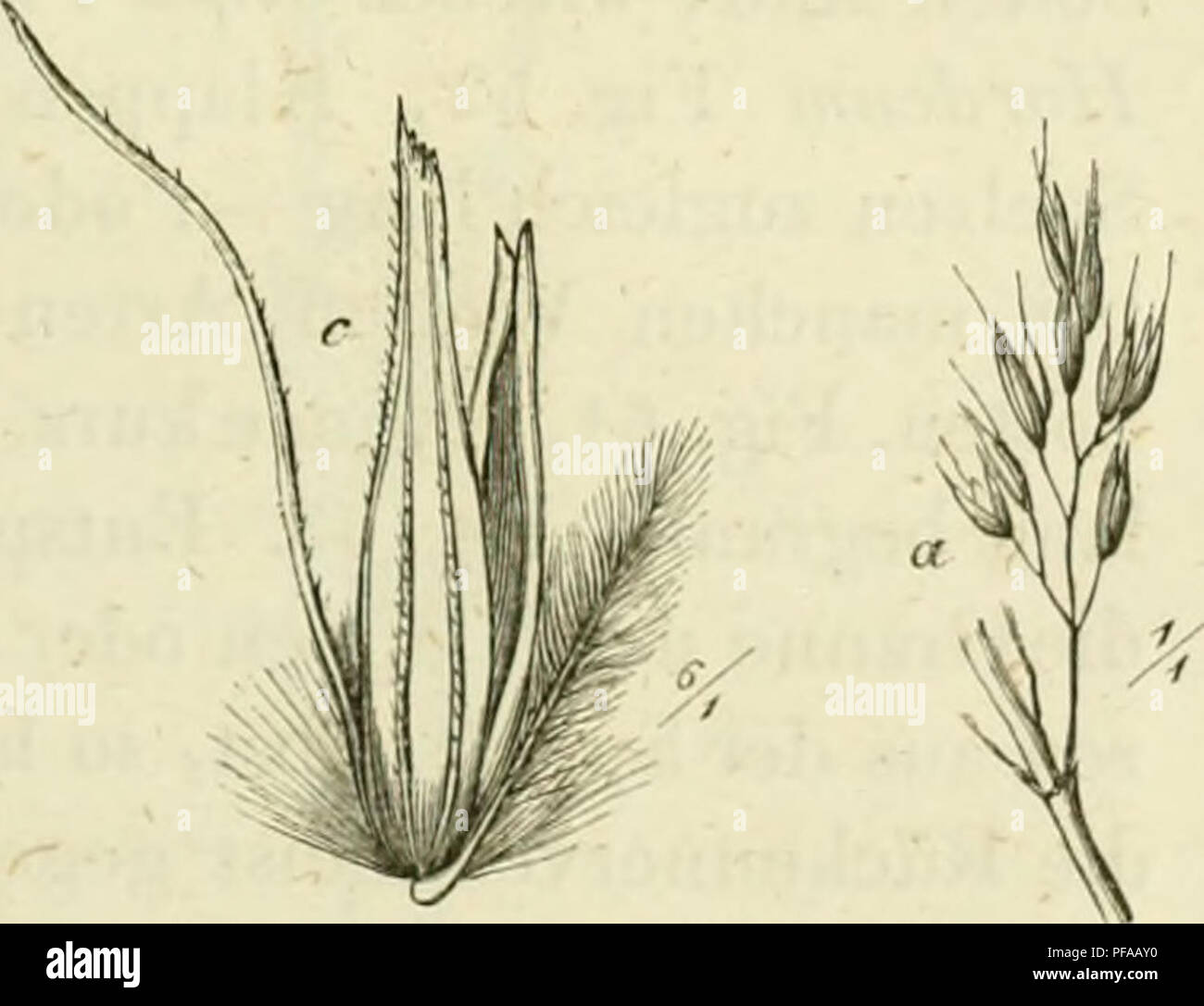 This image is taken from a German agricultural and botanical reference ...