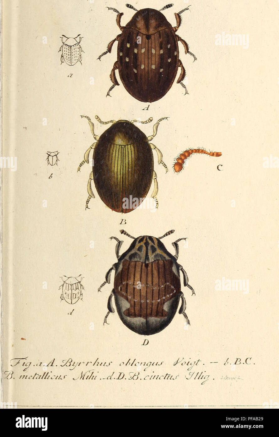 This publication on German beetles focuses on various species ...