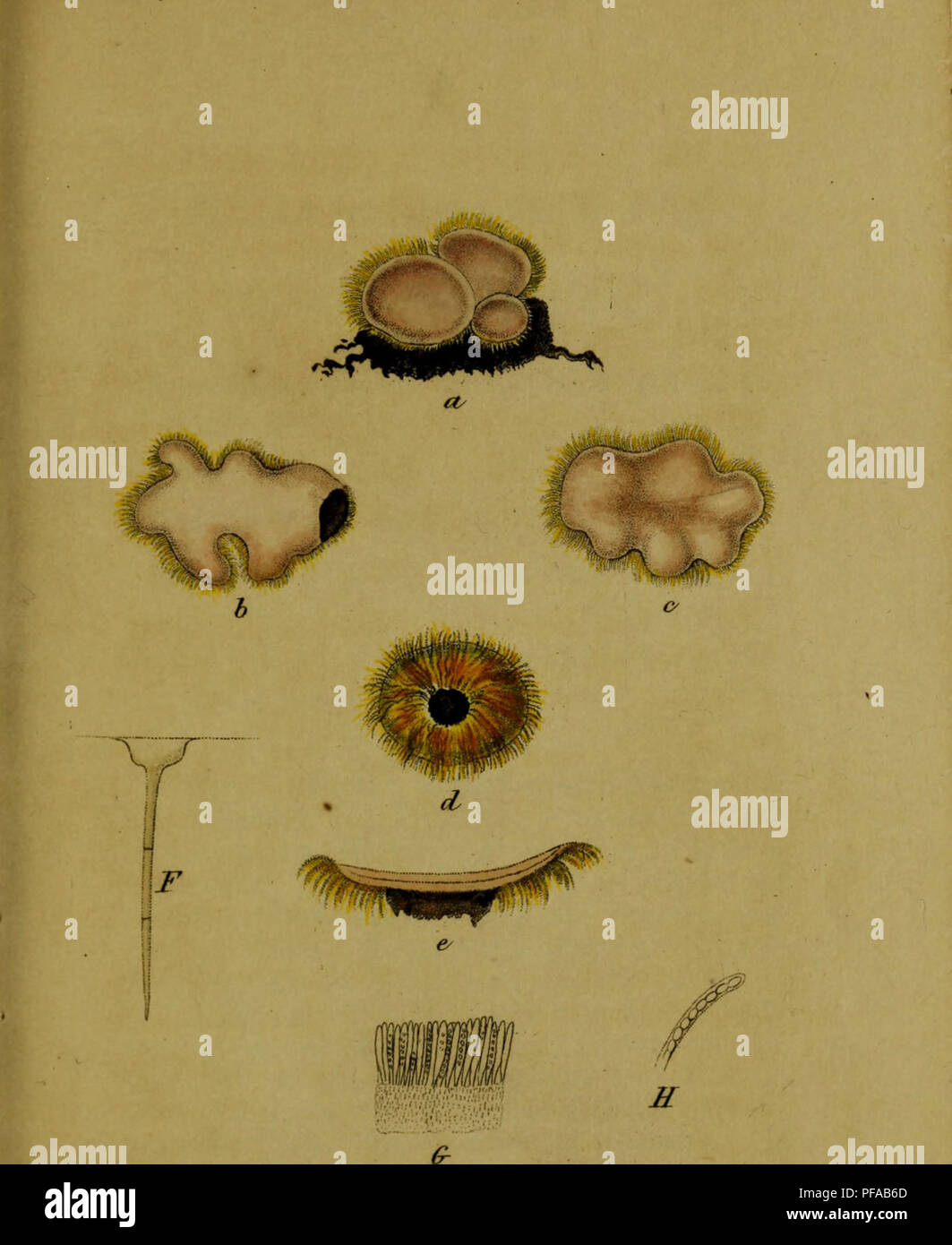 This botanical work illustrates the flora of Germany, offering detailed ...