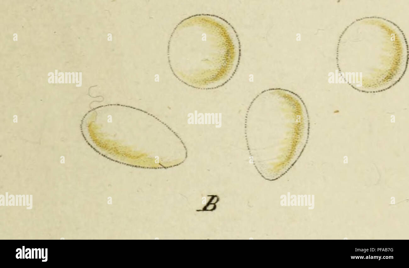This second volume of the flora work focuses on a diverse selection of ...