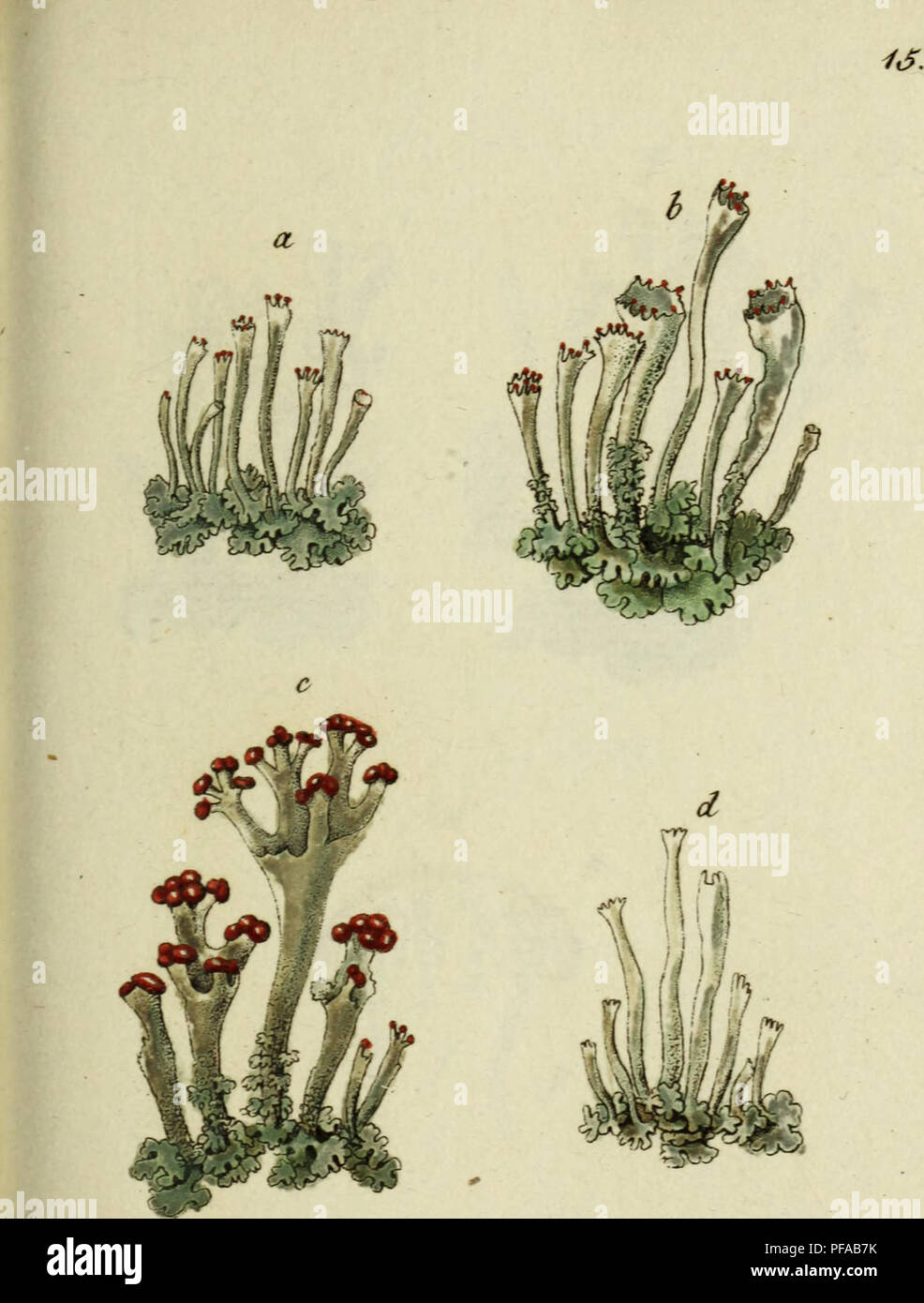 A continuation of the botanical work depicting the flora of Germany ...