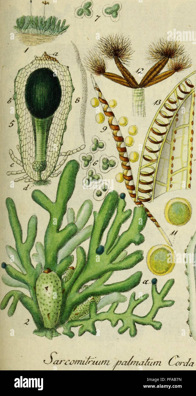 A botanical work depicting the natural flora of Germany, featuring ...