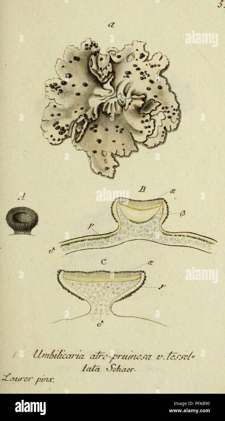 This German botanical work presents illustrations of plant species ...