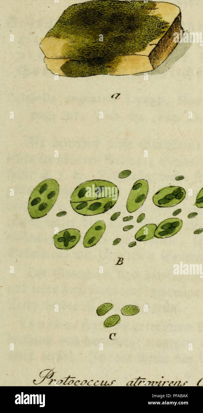 This work by Jacob Sturm provides detailed illustrations of German ...