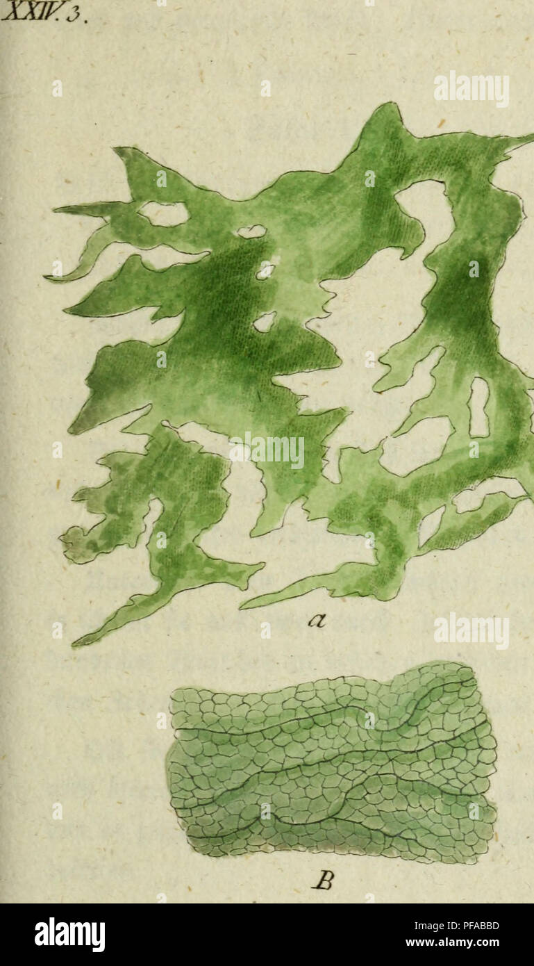 This botanical work provides illustrations of German flora, focusing on ...