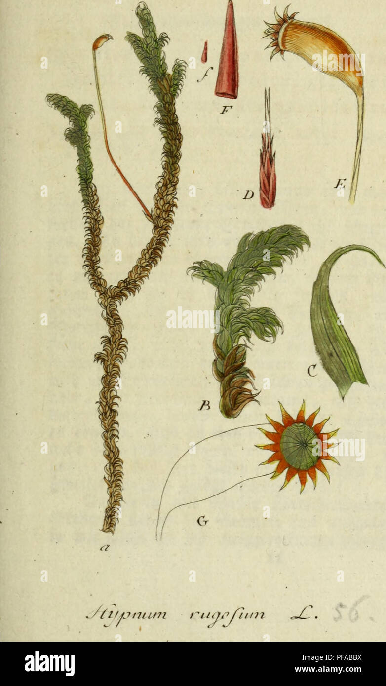 This image comes from the 'Flora of Germany,' illustrating various ...