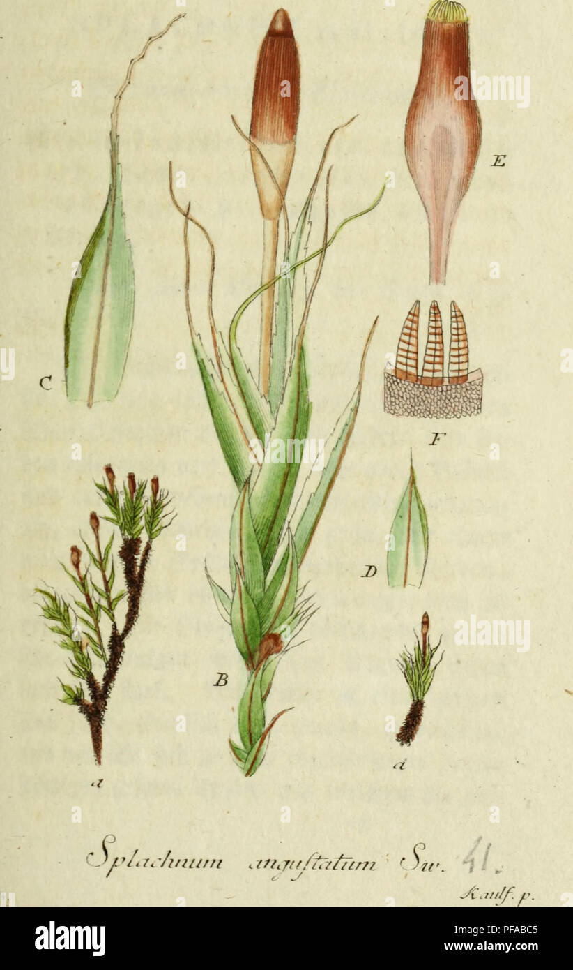 'Deutschlands Flora' is a botanical work featuring detailed ...