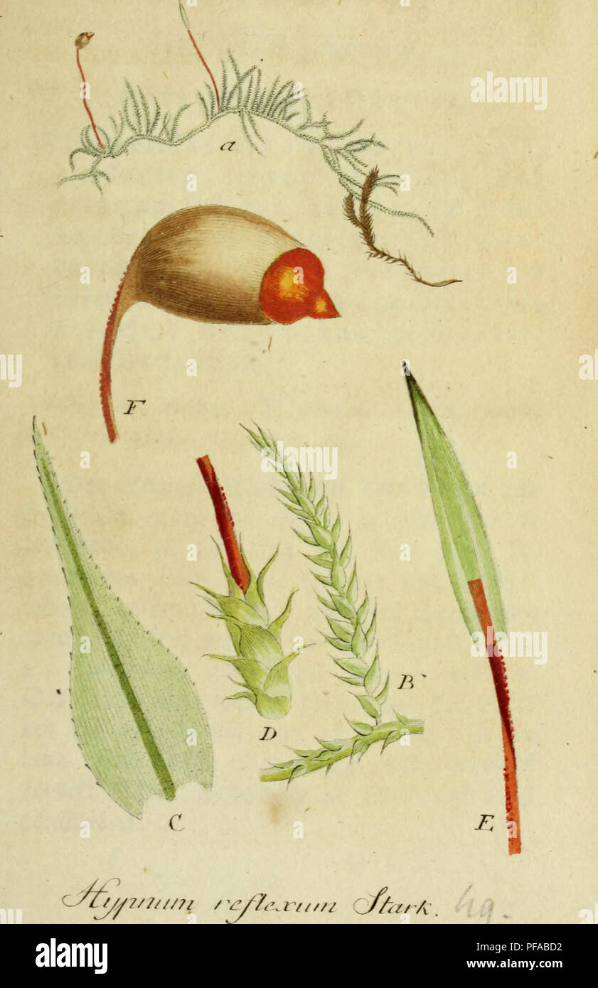 This illustrated work depicts the flora of Germany, showcasing the ...