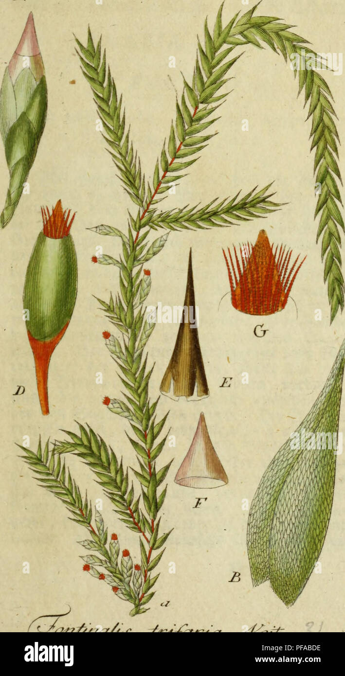 A botanical illustration work by Jacob Sturm, showcasing the flora of ...
