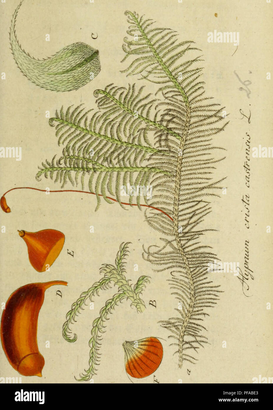 This botanical illustration from 'Deutschlands Flora' by Jacob Sturm ...