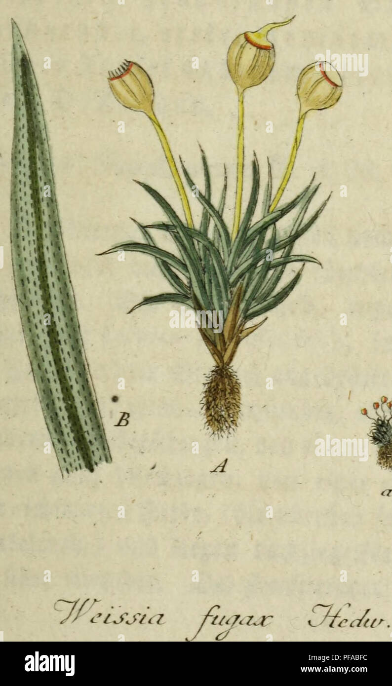 This botanical work features illustrations of Germany's flora ...